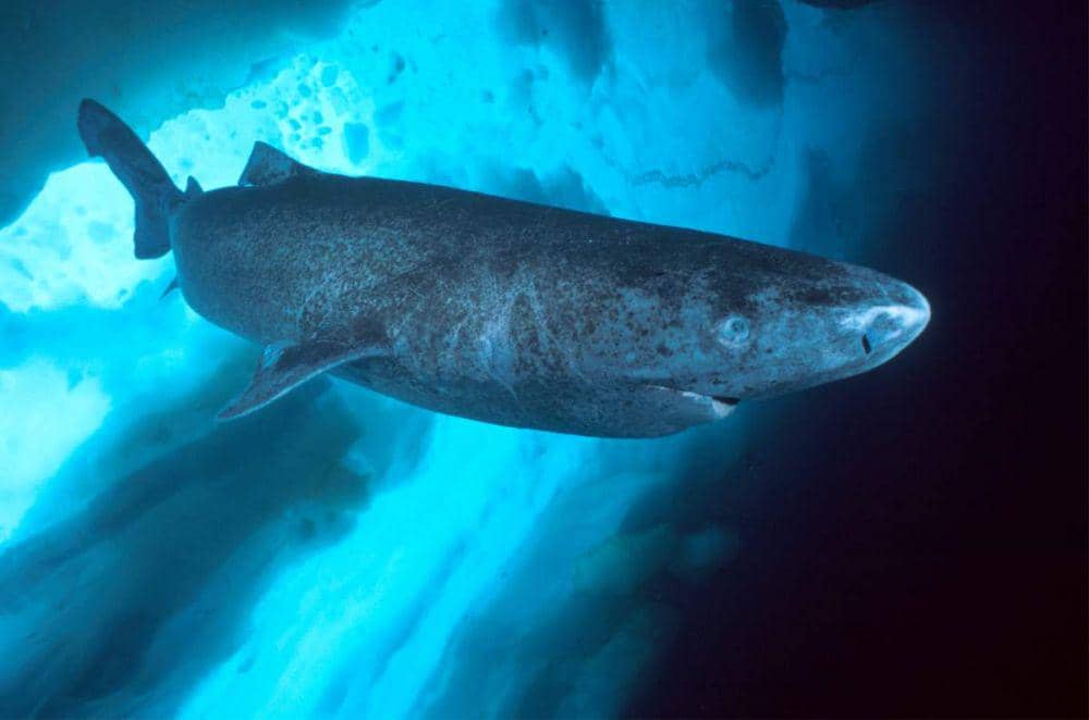 7 Fakta Hiu Greenland, Hewan Purba yang Masih Ada Hingga Sekarang | IDN ...