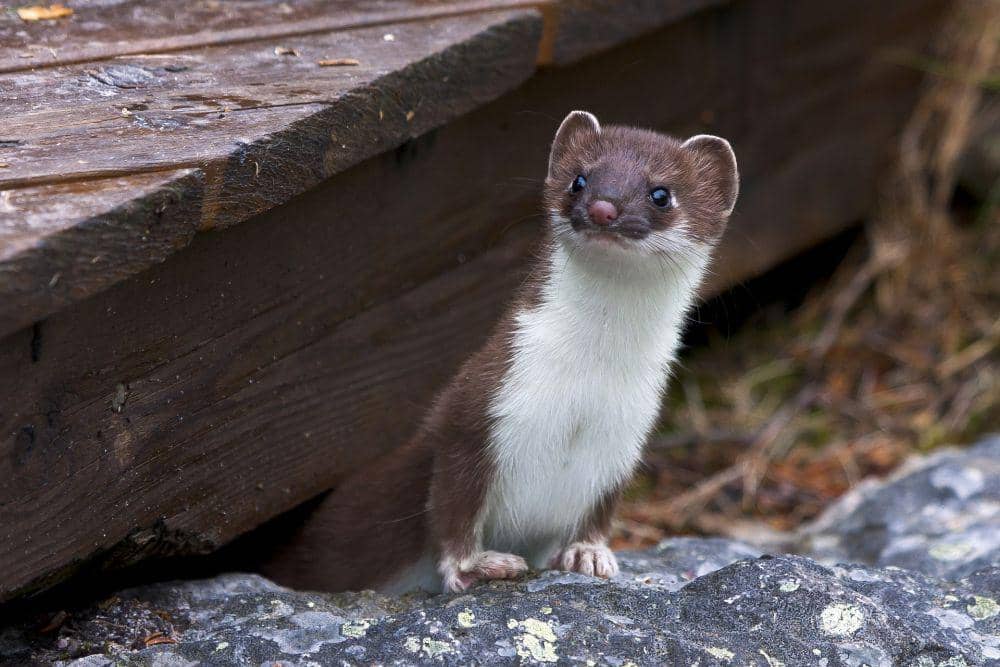 7 Fakta Unik Musang, Bisa Dijadikan Teman di Rumah | IDN Times