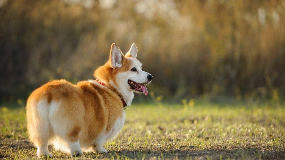 Fakta Corgi, Anjing Imut Berkaki Pendek yang Selalu Ceria | IDN Times
