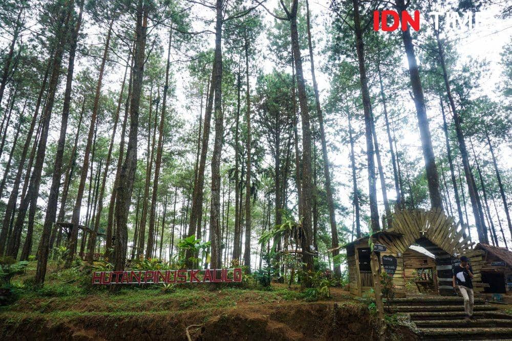 8 Wisata Hutan Pinus Kalilo di Purworejo: Lokasi dan Tiket | IDN Times ...