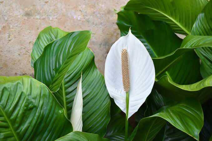 5 Manfaat Bunga Peace Lily, Gak Cuma Sebagai Dekorasi | IDN Times