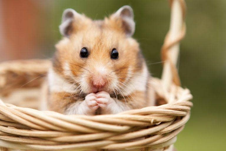 7 Penyakit Paling Umum Ditemui pada Hamster, Segera Obati | IDN Times