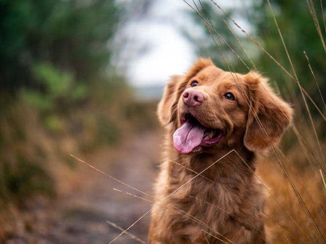 7 Ide Variasi Makanan untuk Anjing Kesayangan, Biar Gak Bosan! | IDN Times
