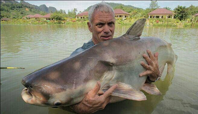 5 Fakta Patin Raksasa Mekong, Ikan Air Tawar Terbesar di Dunia | IDN Times
