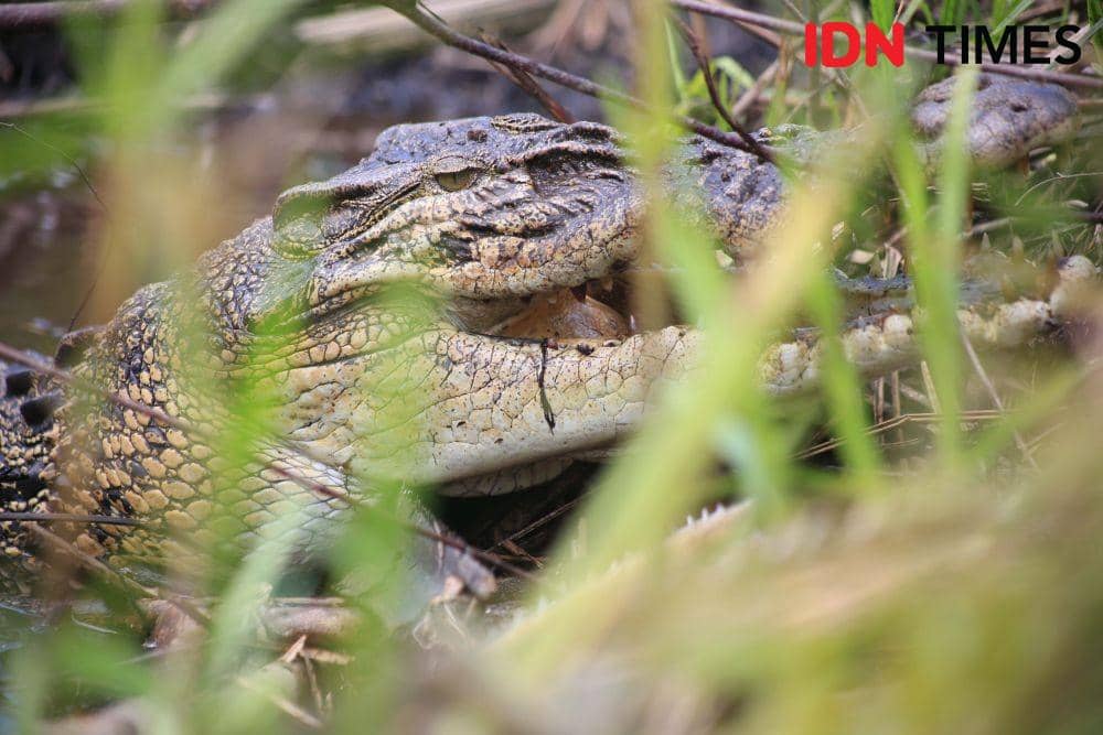 Buaya Muara dan Manusia Mendominasi Konflik Satwa di Sumsel | IDN Times ...