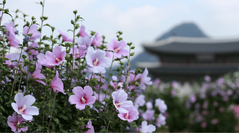 5 Fakta Mugunghwa, Bunga Nasional Korea Selatan yang Menakjubkan | IDN ...