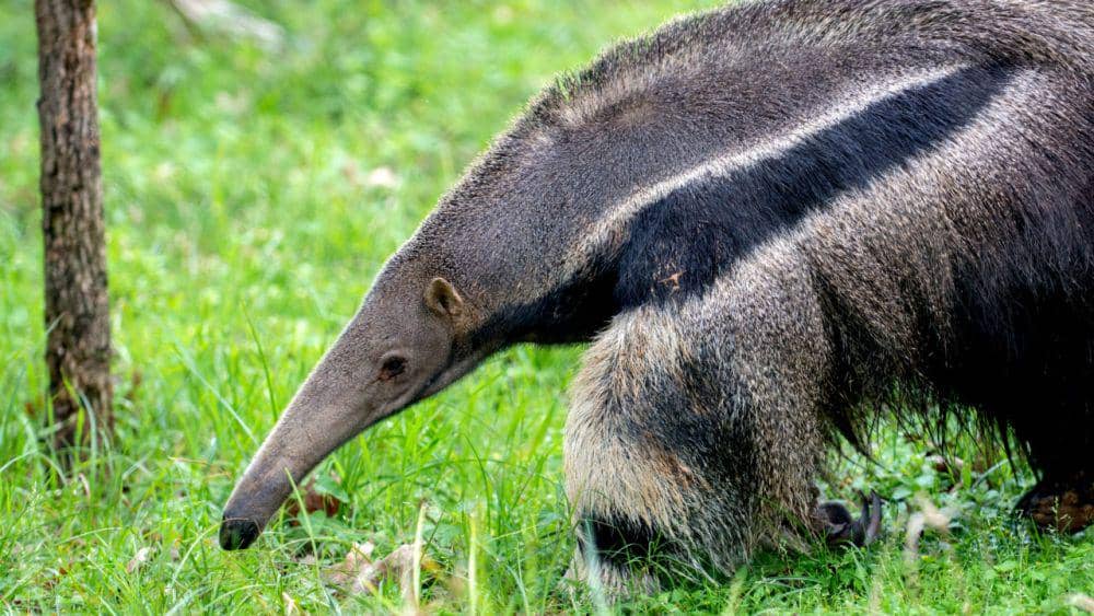 5 Fakta Giant Anteater, Mamalia Raksasa Pemakan Hewan Kecil | IDN Times