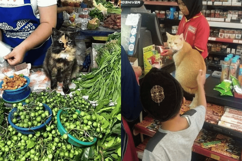 10 Potret Kucing Lucu di Tempat Jualan, Eksis bak Juragan! | IDN Times