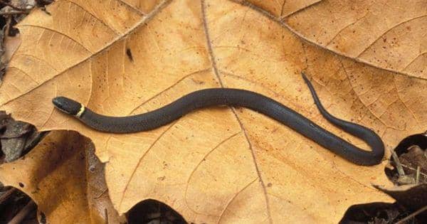 5 Spesies Ular Terkecil dan Terpendek di Dunia, Gak Bahaya! | IDN Times
