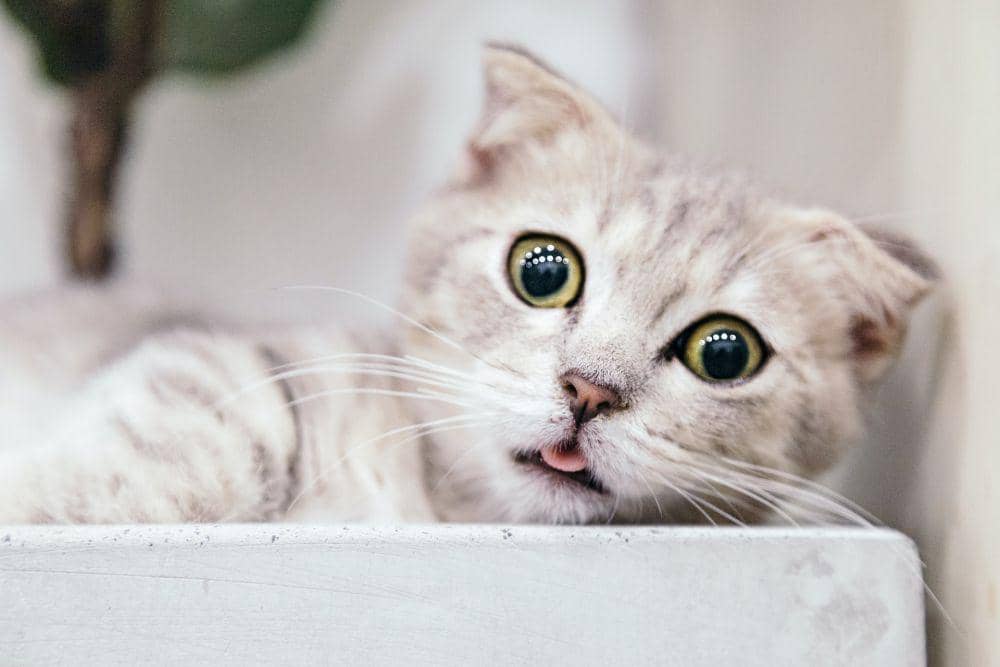 Fakta Seroma, Komplikasi setelah Kucing Betina Steril | IDN Times