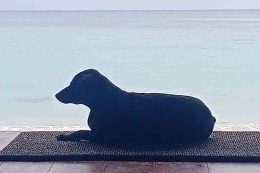 KPHI: Kematian Anjing Canon Tak Berakhir dengan Minta Maaf | IDN Times