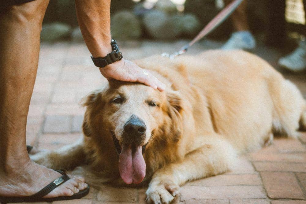 5 Ciri-Ciri Anjing Sehat dan Bahagia, Pemilik Perlu Tahu | IDN Times