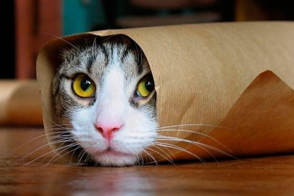 5 Cara Menghilangkan Jamur pada Kucing yang Ampuh | Popbela.com