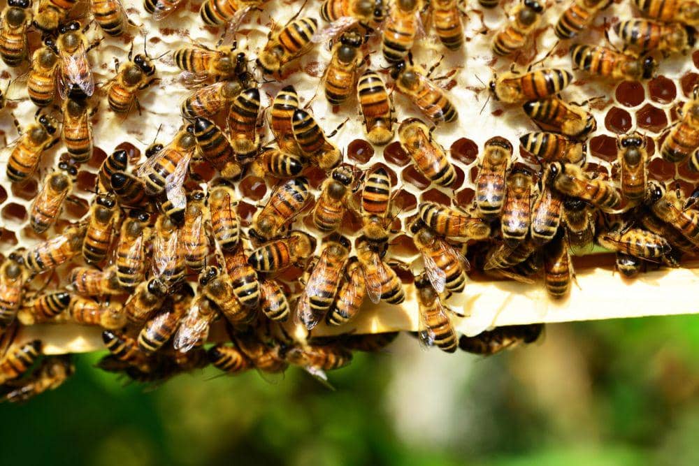 7 Peran dan Tugas dari Lebah Pekerja | IDN Times