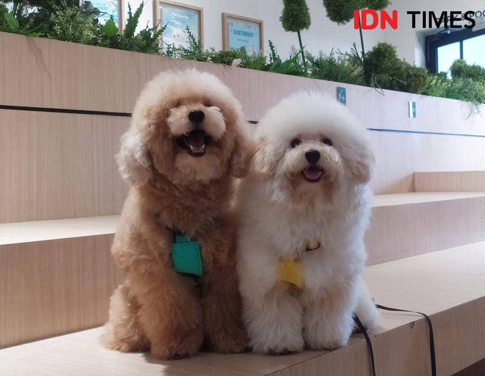 8 Mall Pet Friendly di Jakarta, Boleh Bawa Anjing dan Kucing | IDN Times