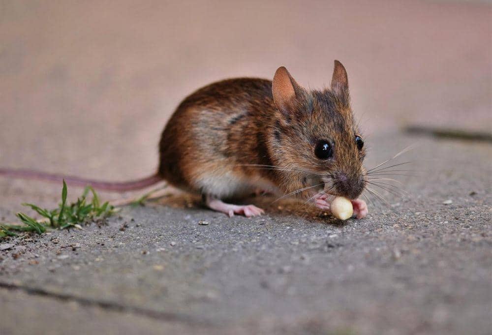 Pertolongan Pertama setelah Digigit Tikus, Biar Gak Infeksi | IDN Times