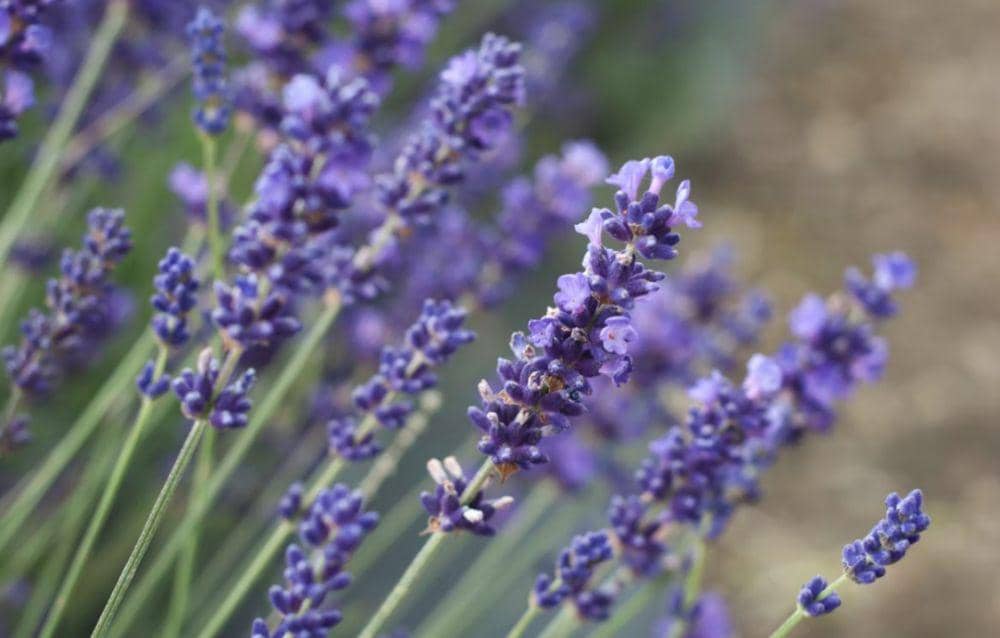 5 Skincare dengan Kandungan Minyak Lavender, Menenangkan! | IDN Times