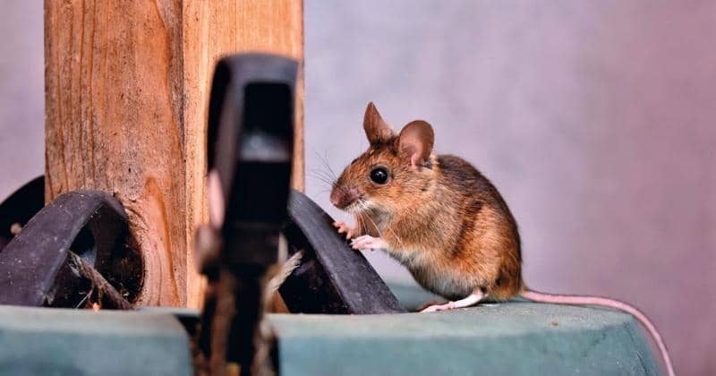 9 Rekomendasi Lem Tikus Beserta Harganya | Popmama.com