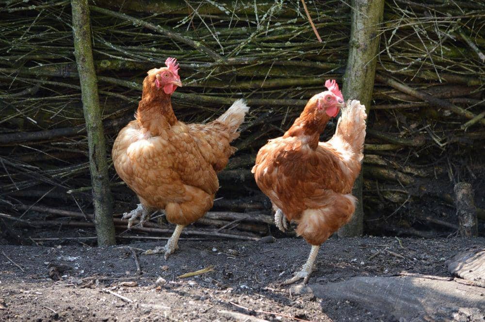 Apakah Ayam Keturunan Dinosaurus? Sekilas Mirip T-Rex | IDN Times