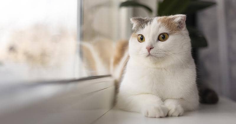 5 Obat Cacing Kucing yang Bagus, Ampuh Basmi Parasit | Popmama.com