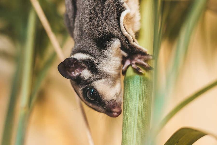 15 Fakta Unik Sugar Glider, Peliharaan yang Lucu dan Lincah | IDN Times