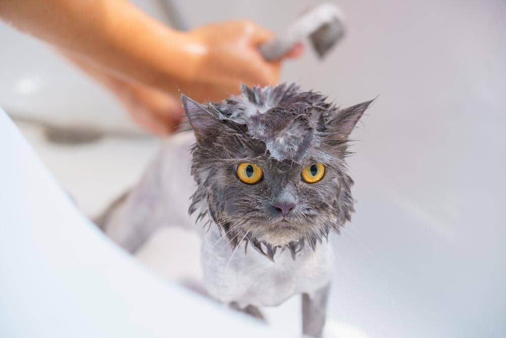 10 Cara Memandikan Kucing dengan Aman dan Benar di Rumah | Popbela.com