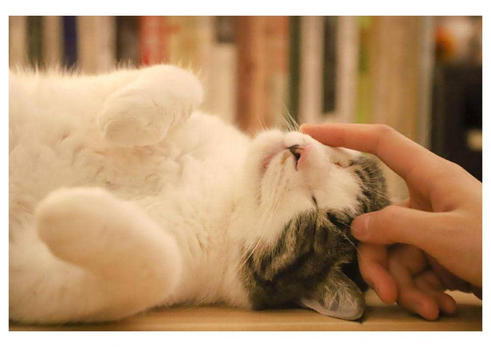 Apakah Kucing Penyebab Mandul? | IDN Times