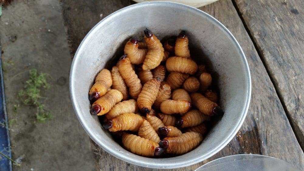 #GiziLokal: 5 Manfaat Ulat Sagu yang Harus Kamu Tahu | IDN Times