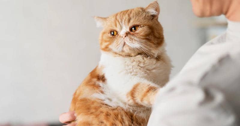 10 Obat Jamur Kucing Paling Ampuh, Ada yang Aman Dijilat | Popmama.com