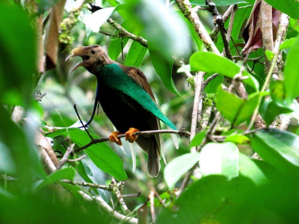5 Fakta Bidadari Halmahera, Burung Endemik Kepulauan Maluku | IDN Times
