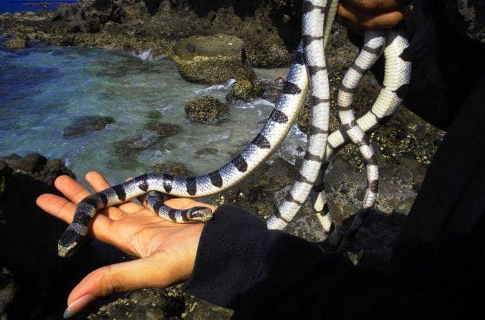 Misteri Pulau Ular di Bima yang Menguji Adrenalin | IDN Times NTB