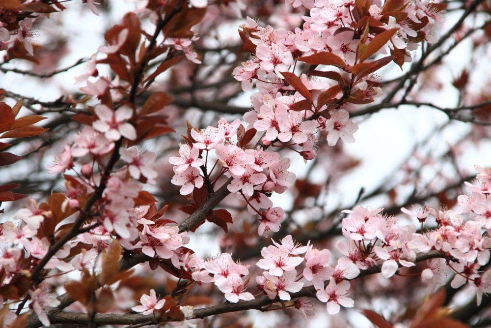 10 Jenis Sakura yang Paling Umum Ditemukan di Jepang | IDN Times