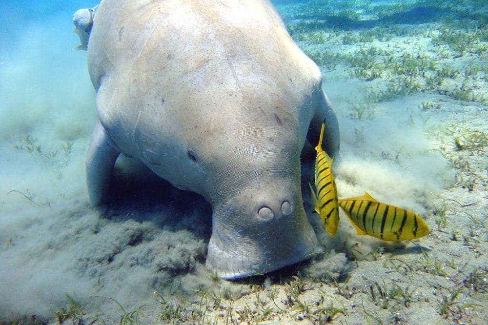 9 Fakta Dugong yang Wajib Kamu Tahu, Beda dari Manatee! | IDN Times