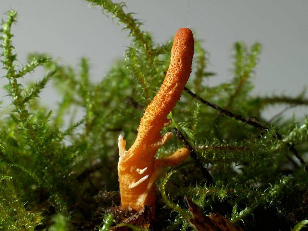 8 Manfaat Kesehatan Jamur Cordyceps, Potensinya Menjanjikan! | IDN Times