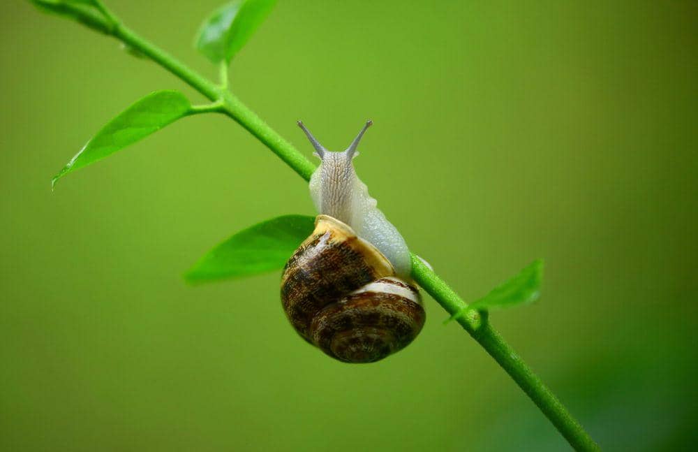 6 Fakta Menarik Siput, Memiliki Lebih dari Ribuan Gigi! | IDN Times
