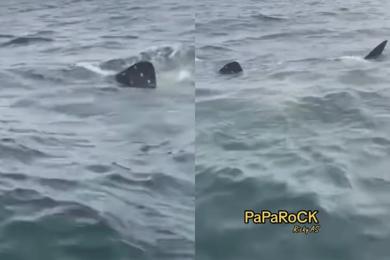 Viral Video Penampakan 8 Ekor Hiu di Kepulauan Seribu | IDN Times