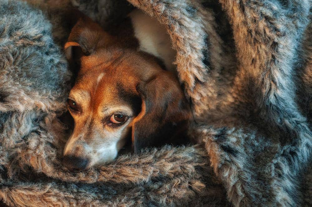 7 Ciri-Ciri Anjing Hamil yang Harus Kamu Tahu, Jangan Kelewa | IDN Times