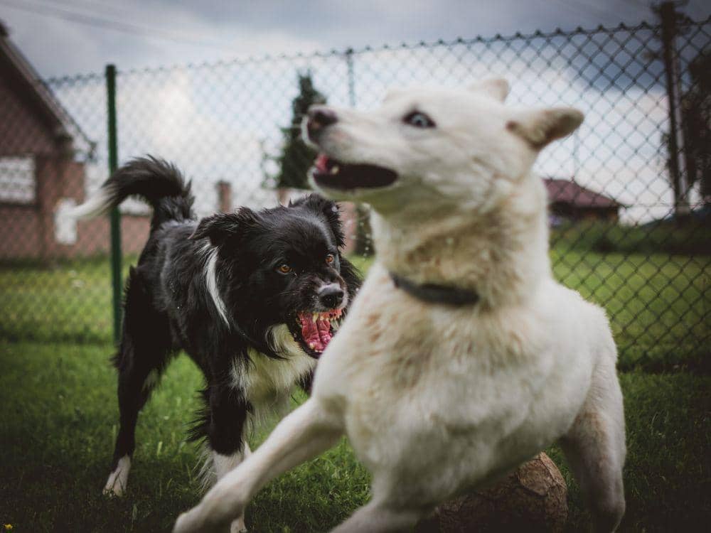 8 Gejala Rabies pada Anjing, Harus Segera Diobati | IDN Times