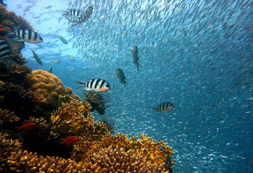 Mengenal Kelompok Ikan Pelagis dan Ikan Demersal | IDN Times