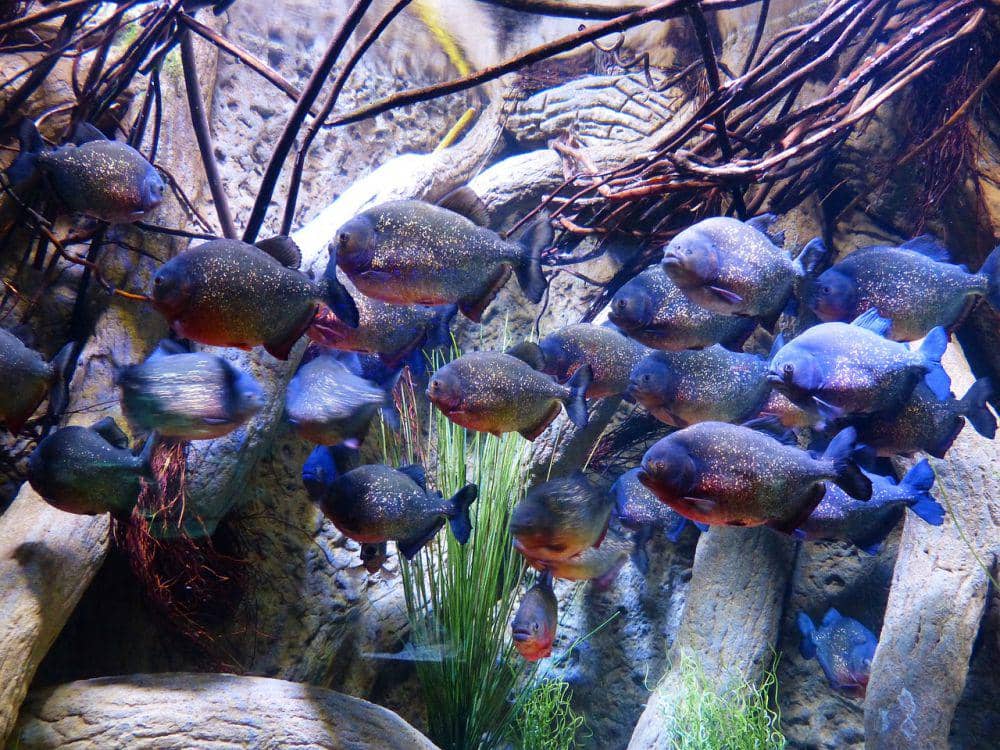7 Fakta Mengejutkan Piranha, Benarkah Mereka Berbahaya? | IDN Times