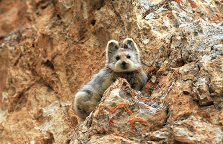 5 Fakta Ili Pika, Hewan Endemik China yang Menggemaskan | IDN Times