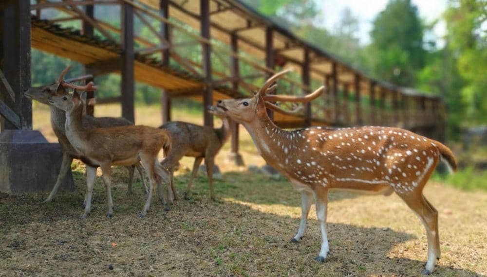 Penangkaran Rusa Cariu Bogor: Lokasi, Aktivitas, dan Tips | IDN Times