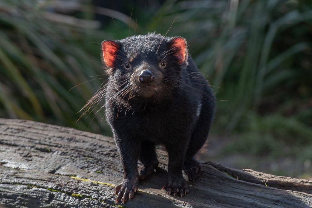 7 Fakta Setan Tasmania, Marsupial Karnivora Terbesar | IDN Times