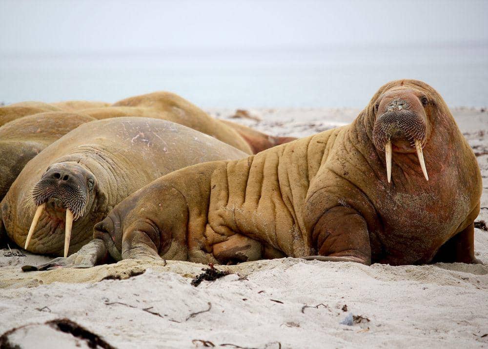 10 Fakta Menakjubkan Walrus, Mereka Bisa Tidur di Dalam Air! | IDN Times
