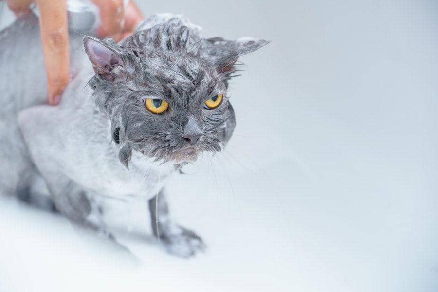7 Rekomendasi Shampo Kucing untuk Mengatasi Jamur dan Kutu | IDN Times