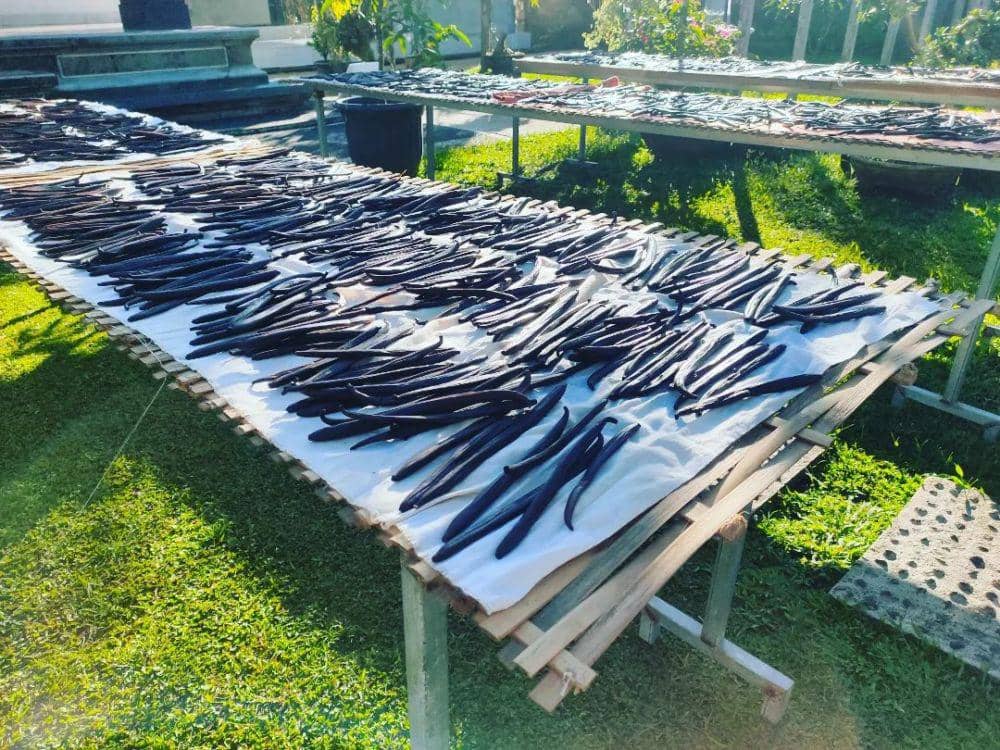 Bisnis Vanili di Tabanan Punya Potensi Tapi Terkendala Modal | IDN ...