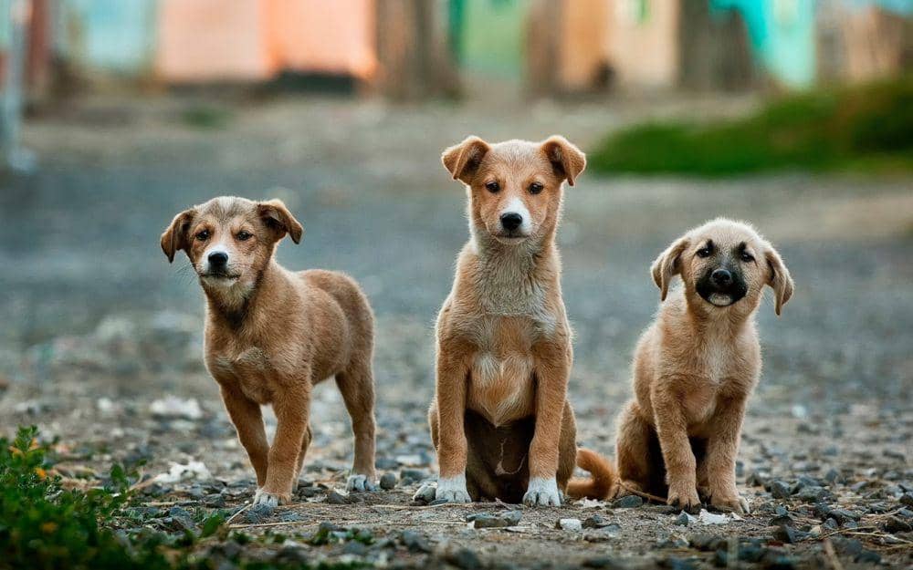 Jadwal Vaksin Rabies Denpasar Terbaru, Gratis! | IDN Times Bali