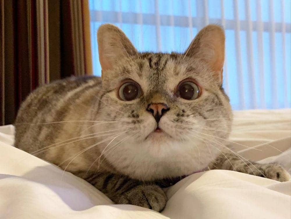 5 Instagram Kucing di Atas 1 Juta Pengikut, Menggemaskan! | IDN Times Bali