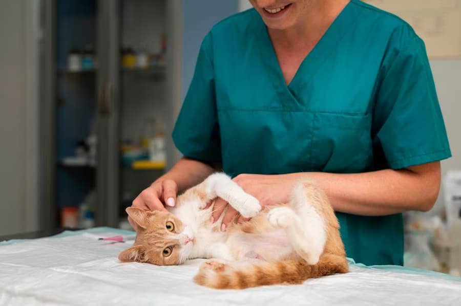 7 Obat Jamur Kucing yang Efektif dan Ampuh | IDN Times
