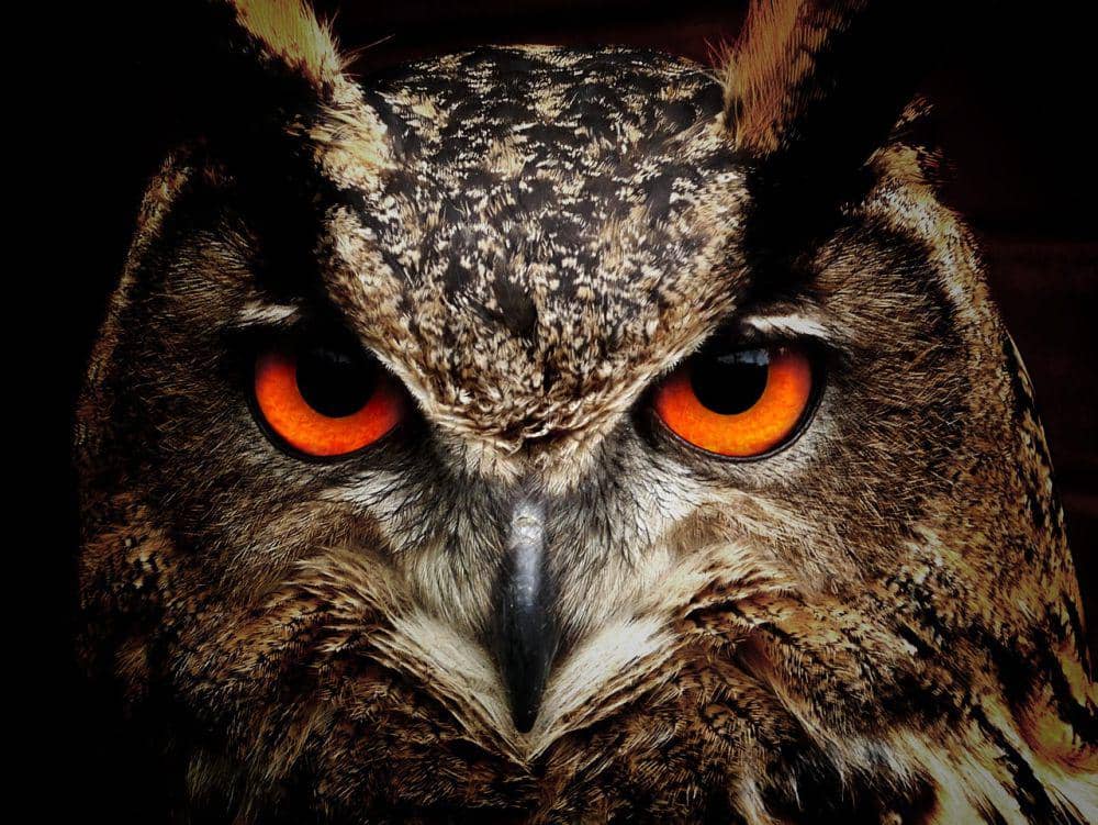 5 Burung Hantu yang Berasal dari Asia Tenggara, Memukau! | IDN Times